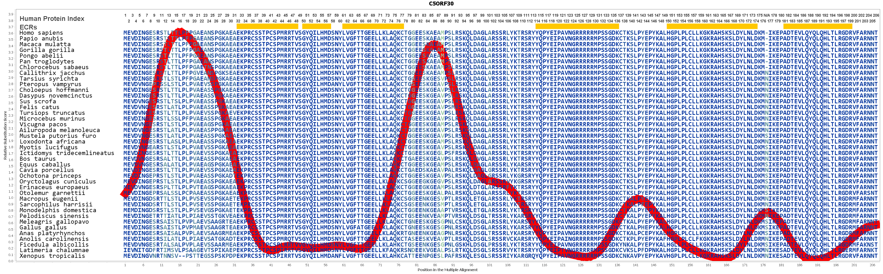 MACIR Gene - GeneCards | MACIR Protein | MACIR Antibody