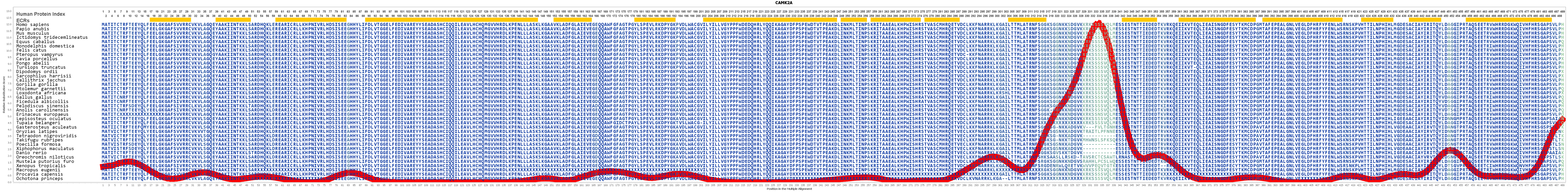 CAMK2A Gene - GeneCards | KCC2A Protein | KCC2A Antibody