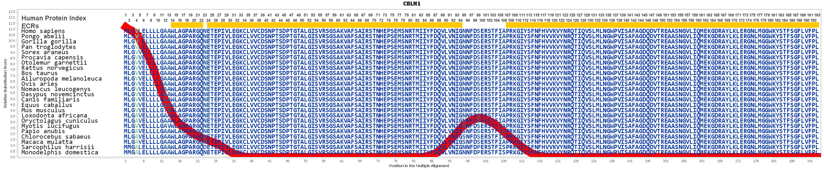 CBLN1 Gene - GeneCards | CBLN1 Protein | CBLN1 Antibody
