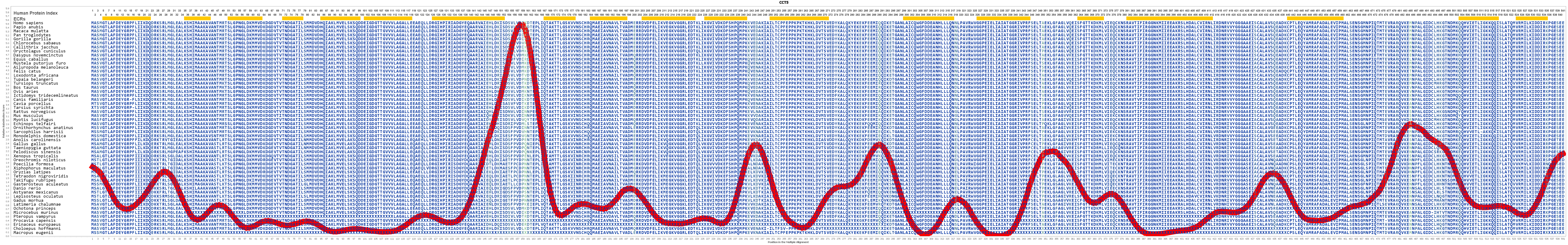 CCT5 Gene - GeneCards | TCPE Protein | TCPE Antibody