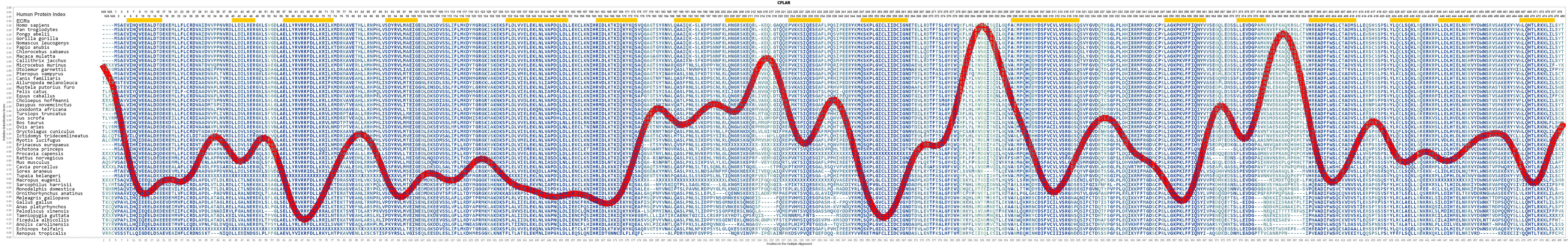 CFLAR Gene - GeneCards | CFLAR Protein | CFLAR Antibody