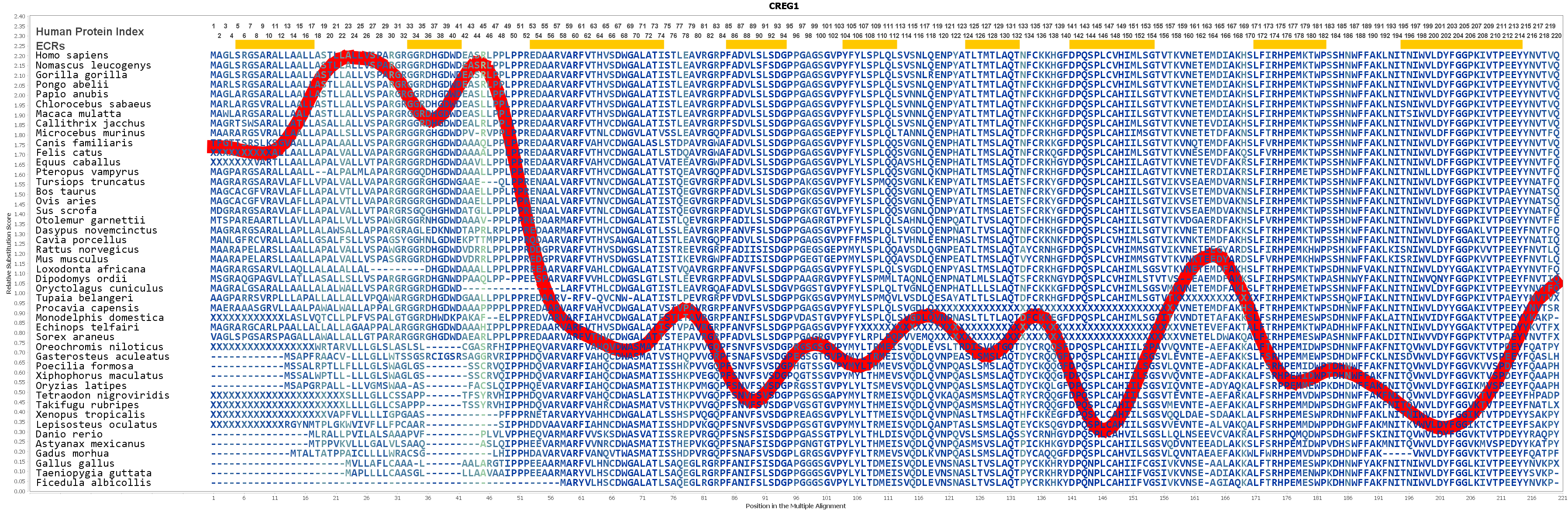 CREG1 Gene - GeneCards | CREG1 Protein | CREG1 Antibody