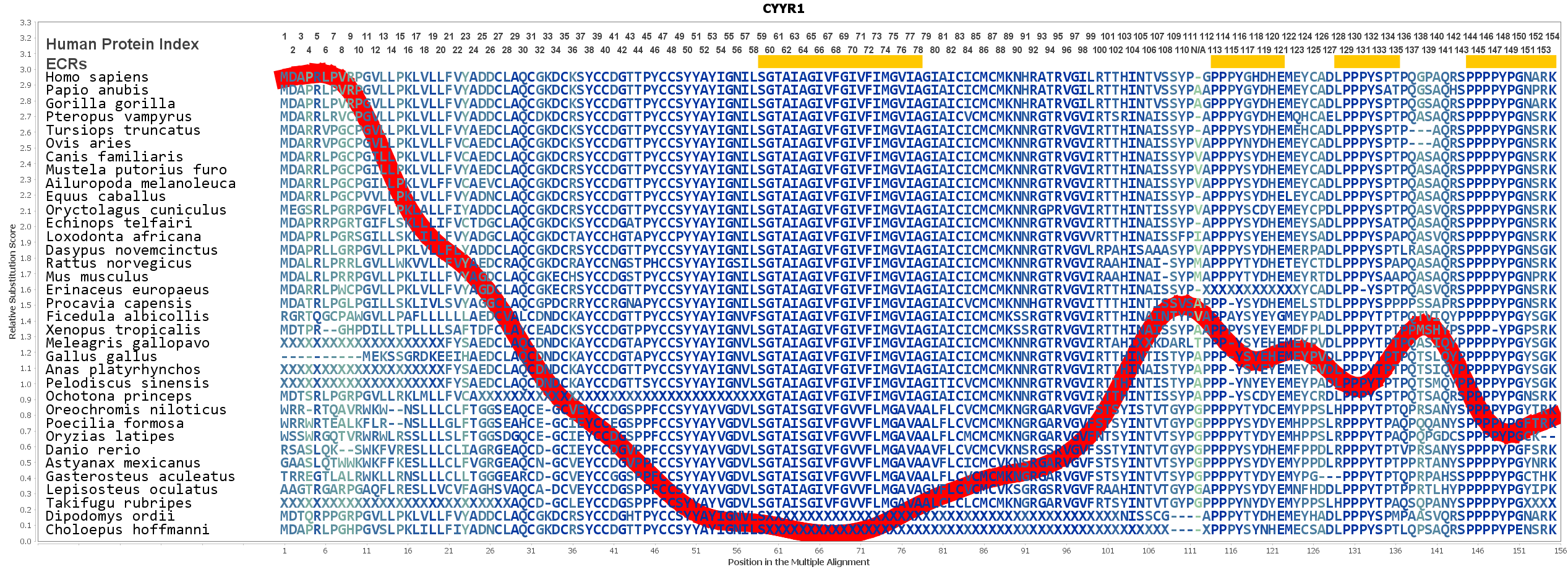 CYYR1 Gene - GeneCards | CYYR1 Protein | CYYR1 Antibody