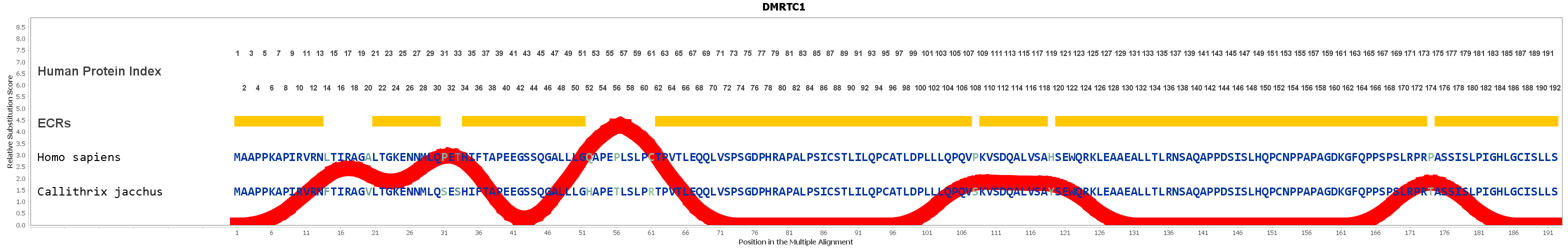 DMRTC1 Gene - GeneCards | DMRTC Protein | DMRTC Antibody