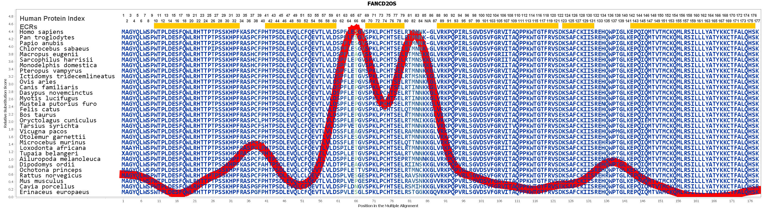 FANCD2OS Gene - GeneCards | FACOS Protein | FACOS Antibody