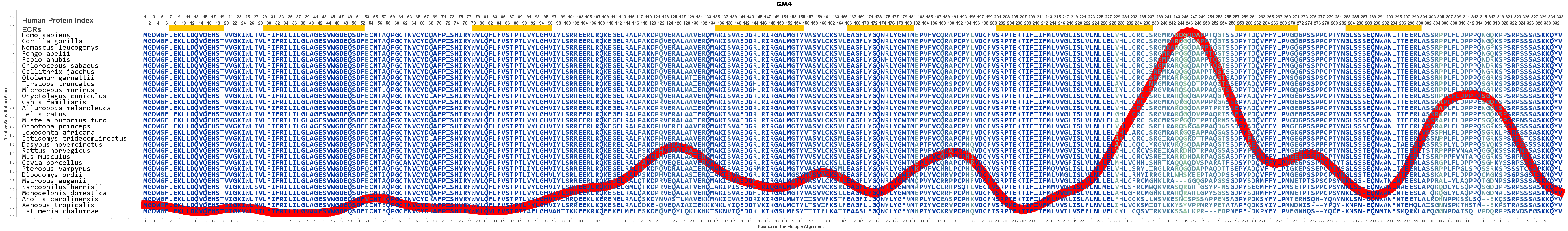 GJA4 Gene - GeneCards | CXA4 Protein | CXA4 Antibody