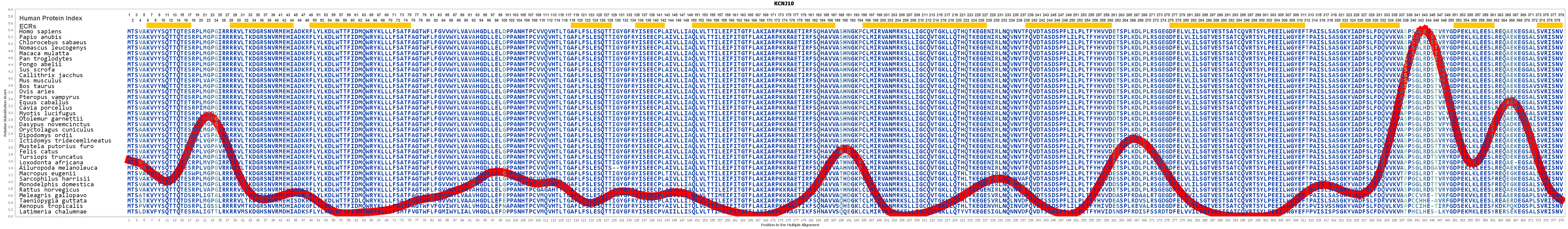 KCNJ10 Gene - GeneCards | KCJ10 Protein | KCJ10 Antibody