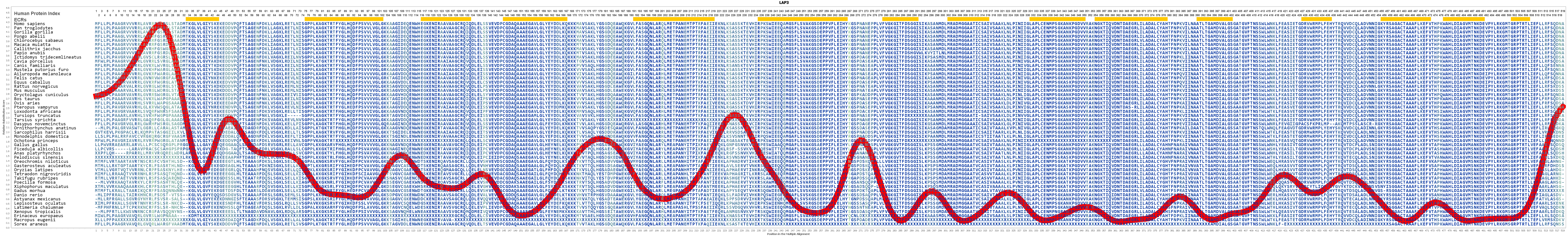 LAP3 Gene - GeneCards | AMPL Protein | AMPL Antibody