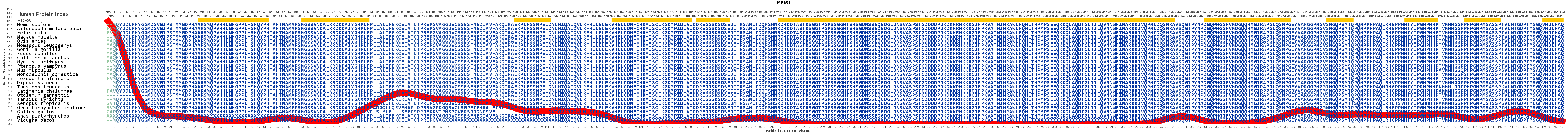 MEIS1 Gene - GeneCards | MEIS1 Protein | MEIS1 Antibody