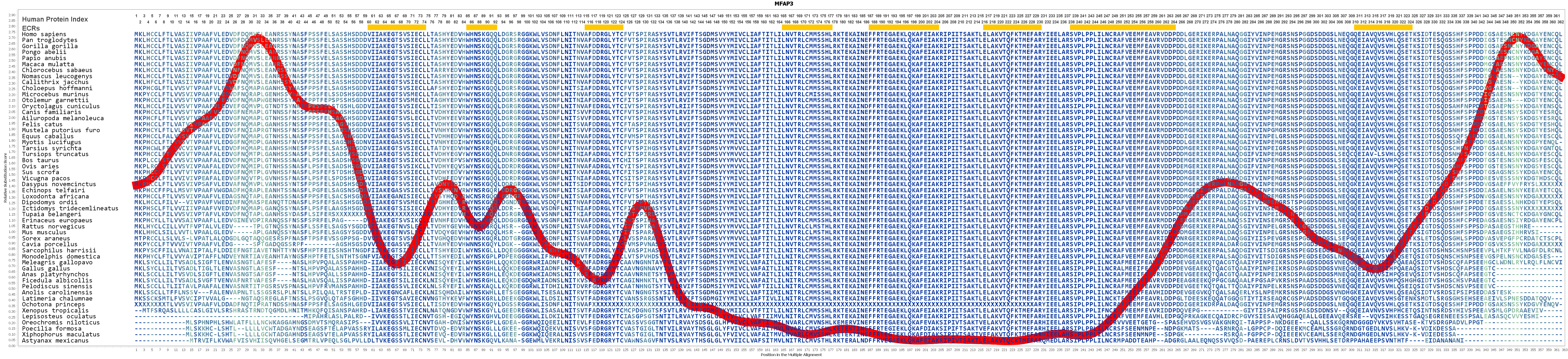 MFAP3 Gene - GeneCards | MFAP3 Protein | MFAP3 Antibody