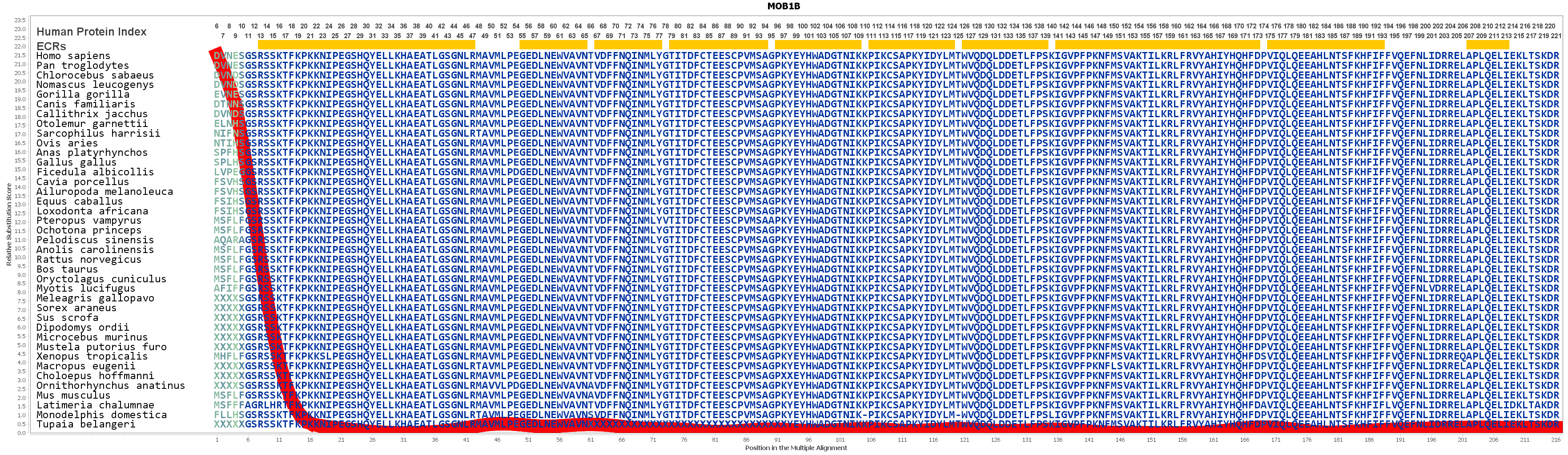 MOB1B Gene - GeneCards | MOB1B Protein | MOB1B Antibody