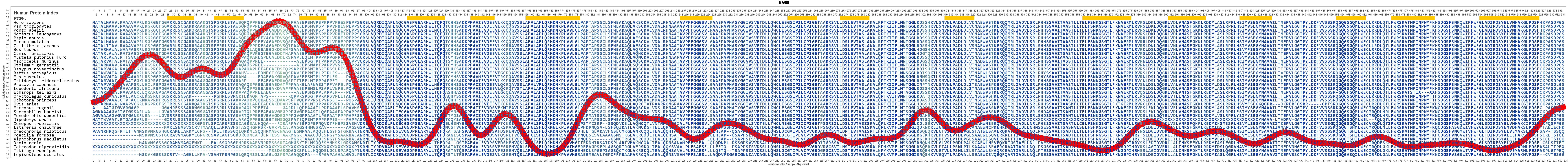 NAGS Gene - GeneCards | NAGS Protein | NAGS Antibody