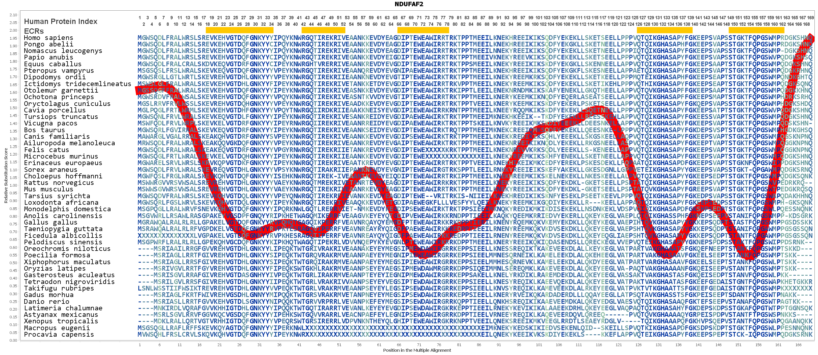 NDUFAF2 Gene - GeneCards | NDUF2 Protein | NDUF2 Antibody