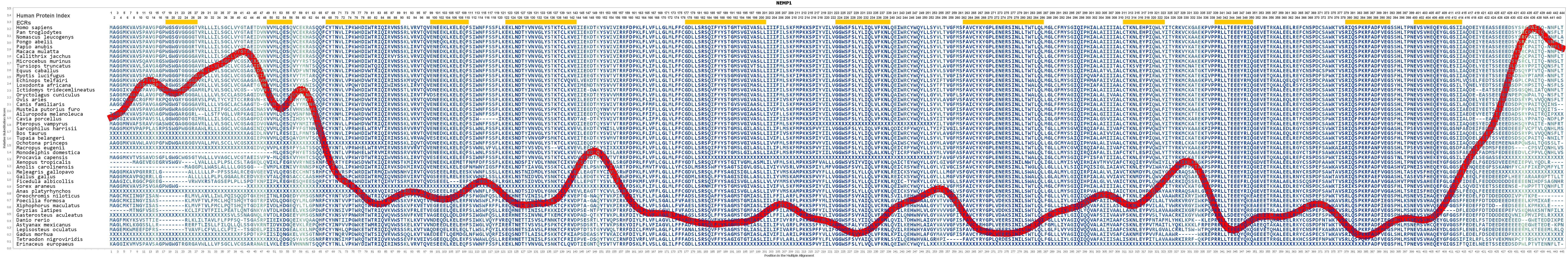 NEMP1 Gene - GeneCards | NEMP1 Protein | NEMP1 Antibody