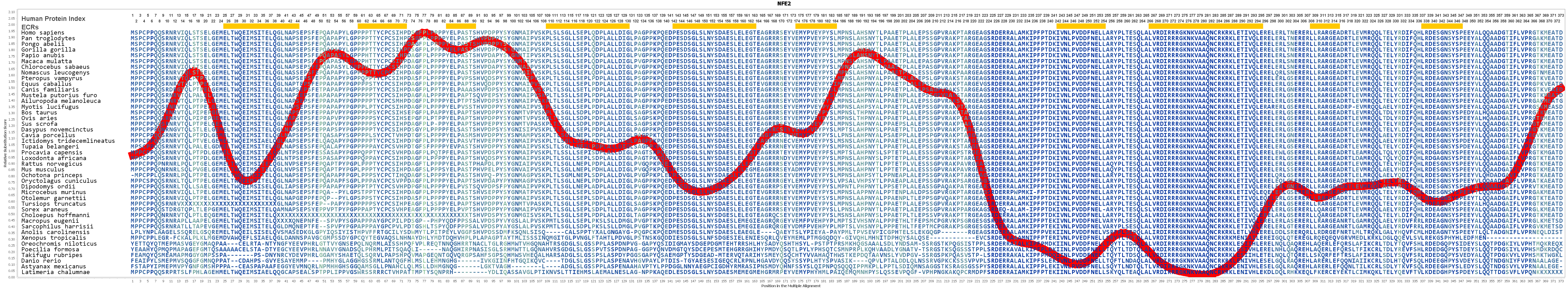 NFE2 Gene - GeneCards | NFE2 Protein | NFE2 Antibody