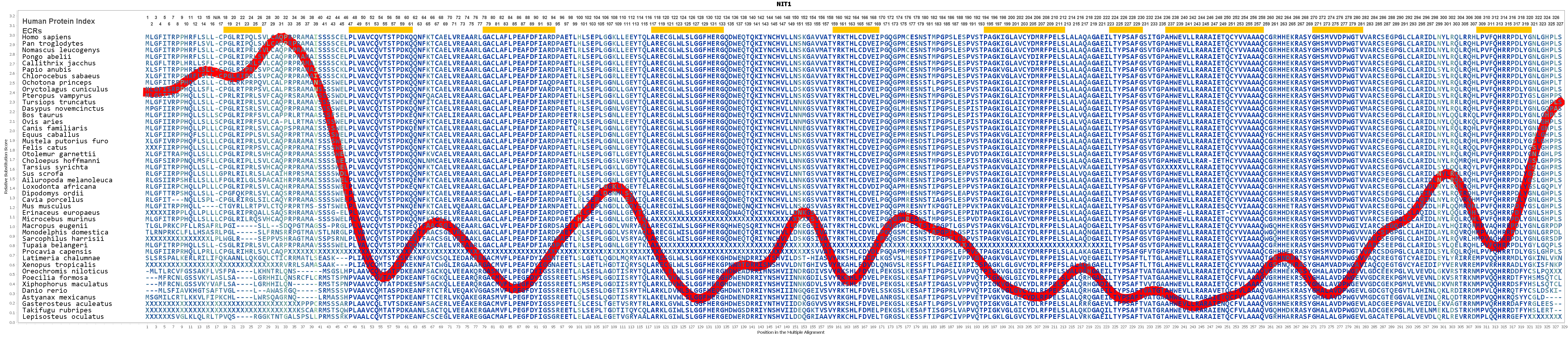 NIT1 Gene - GeneCards | NIT1 Protein | NIT1 Antibody