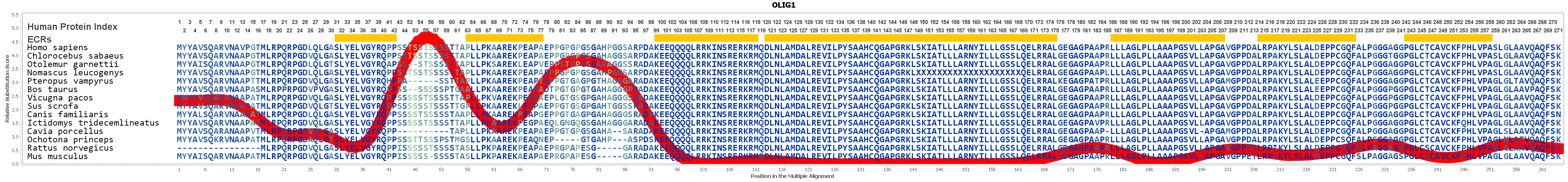 OLIG1 Gene - GeneCards | OLIG1 Protein | OLIG1 Antibody
