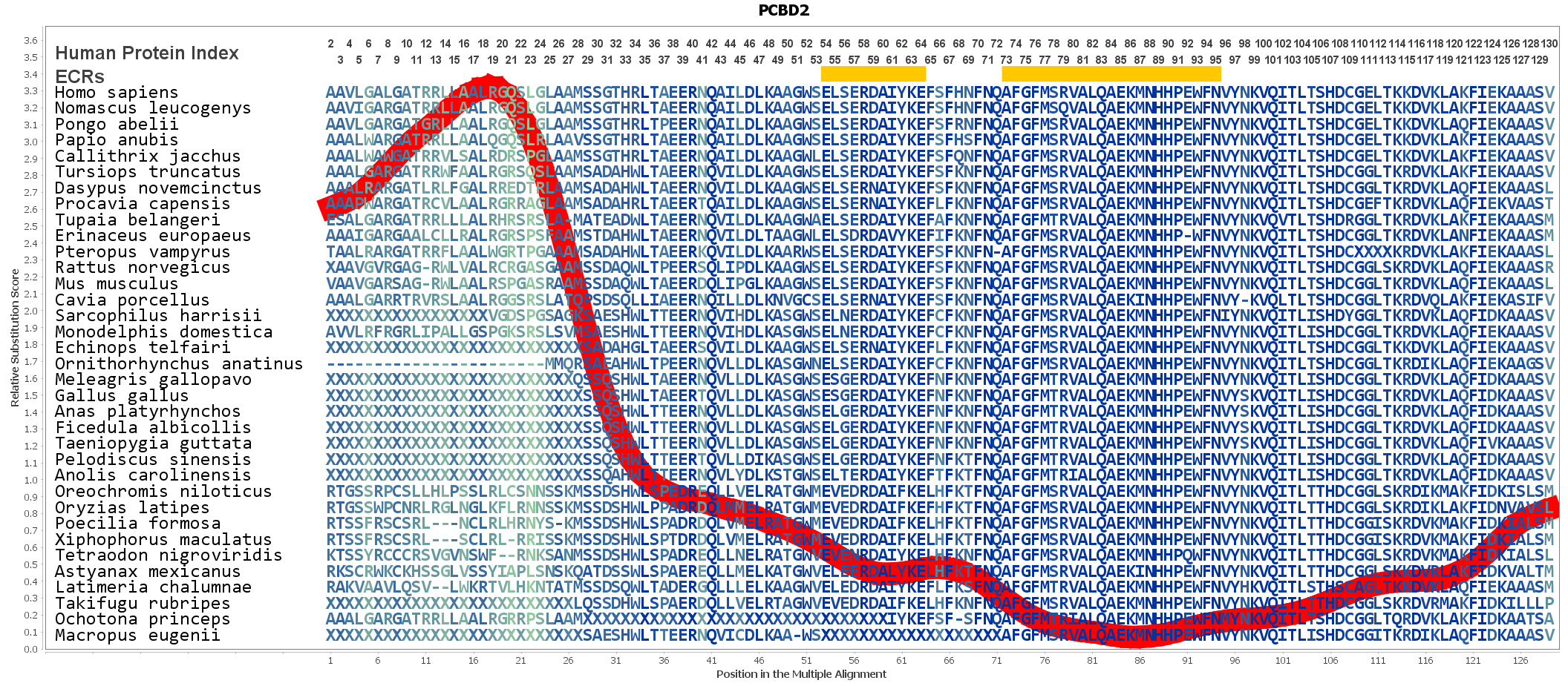 PCBD2 Gene - GeneCards | PHS2 Protein | PHS2 Antibody