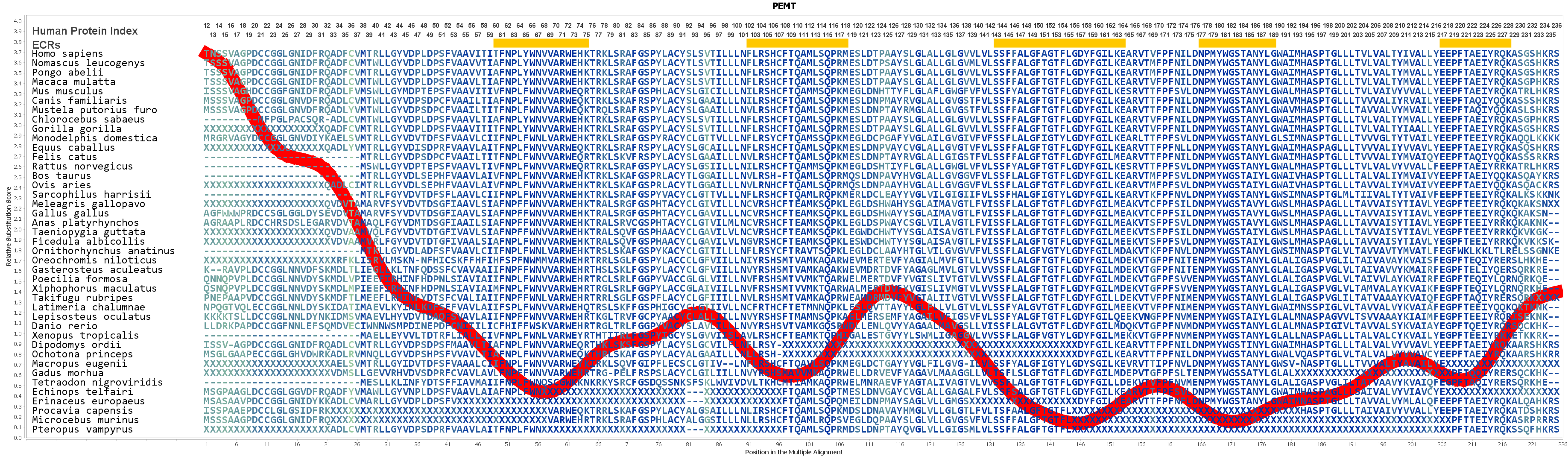 PEMT Gene - GeneCards | PEMT Protein | PEMT Antibody