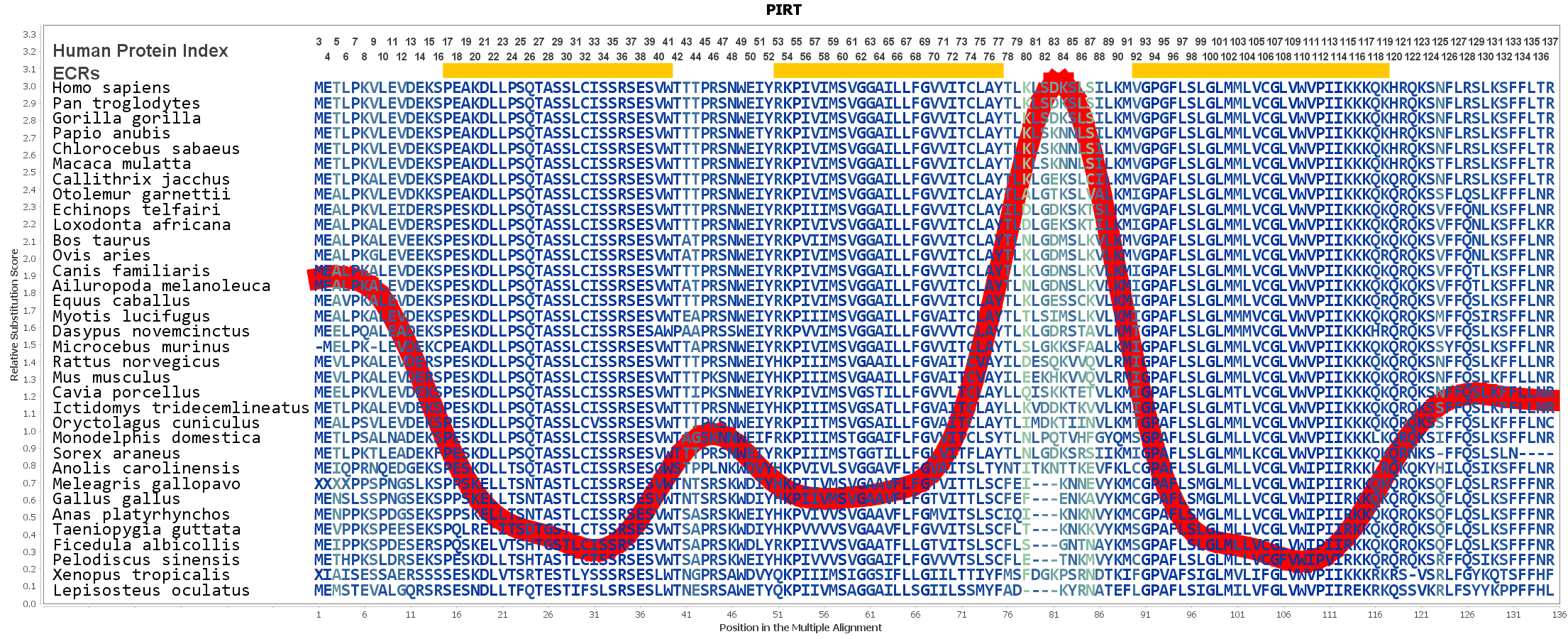 PIRT Gene - GeneCards | PIRT Protein | PIRT Antibody