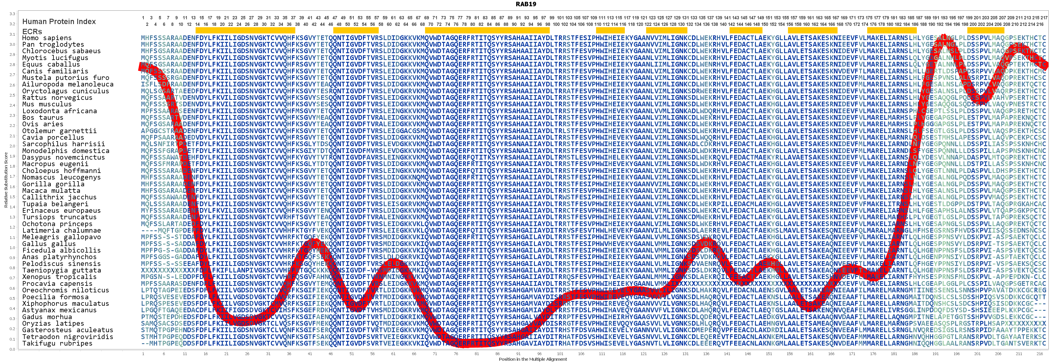 RAB19 Gene - GeneCards | RAB19 Protein | RAB19 Antibody