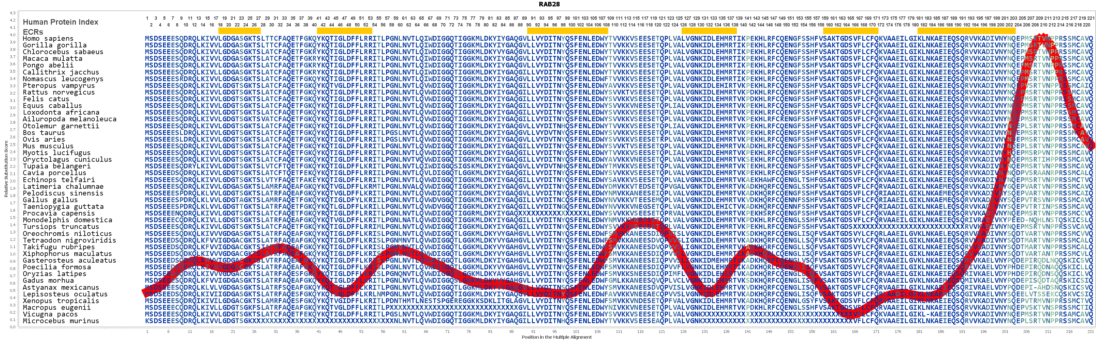 RAB28 Gene - GeneCards | RAB28 Protein | RAB28 Antibody