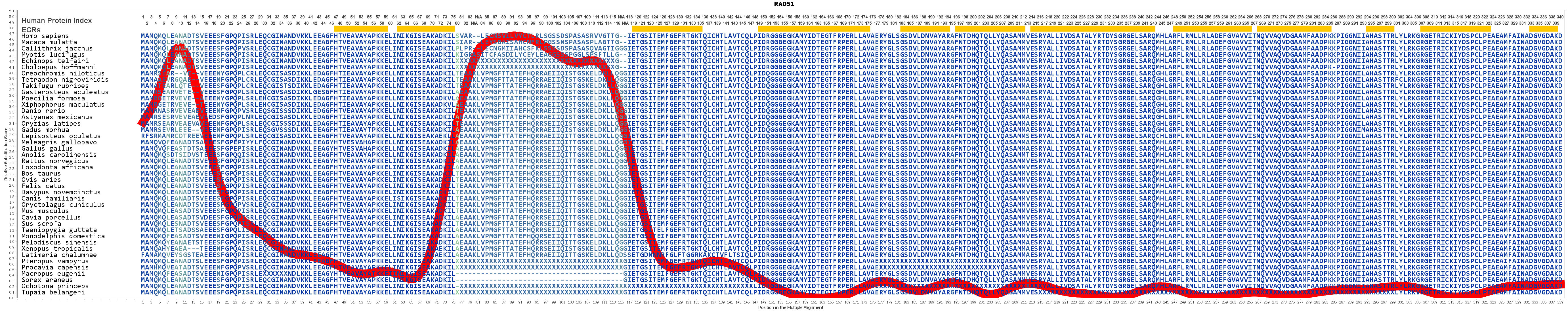 RAD51 Gene - GeneCards | RAD51 Protein | RAD51 Antibody