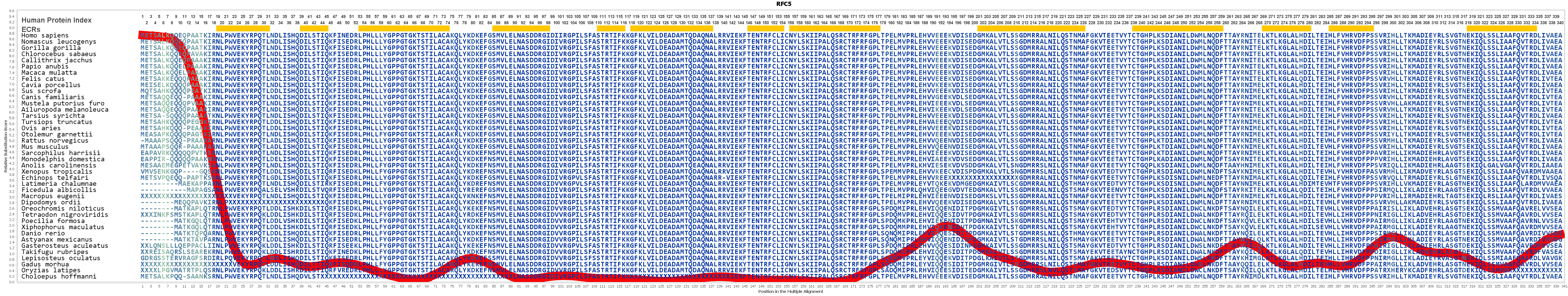 RFC5 Gene - GeneCards | RFC5 Protein | RFC5 Antibody