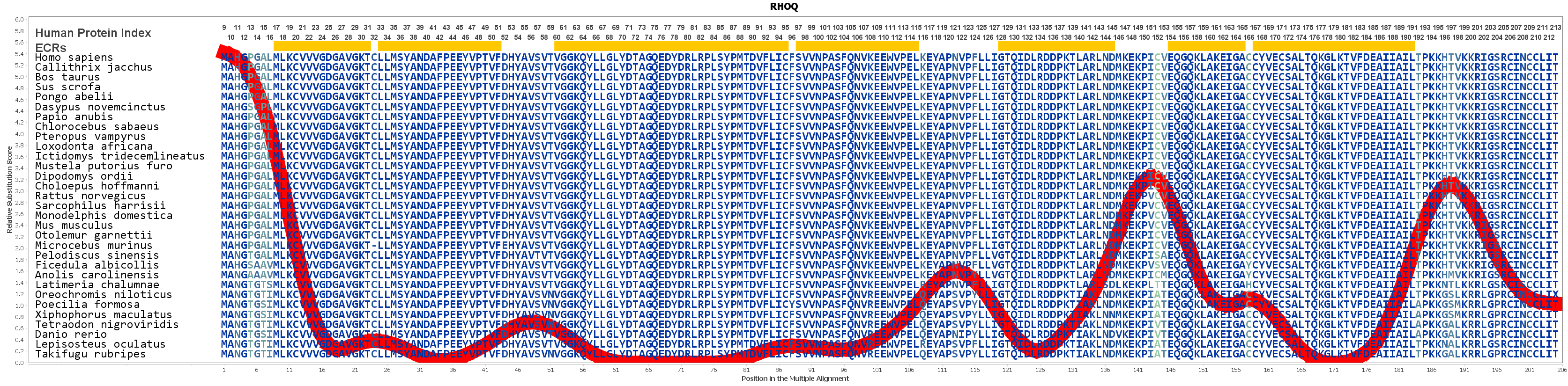 RHOQ Gene - GeneCards | RHOQ Protein | RHOQ Antibody