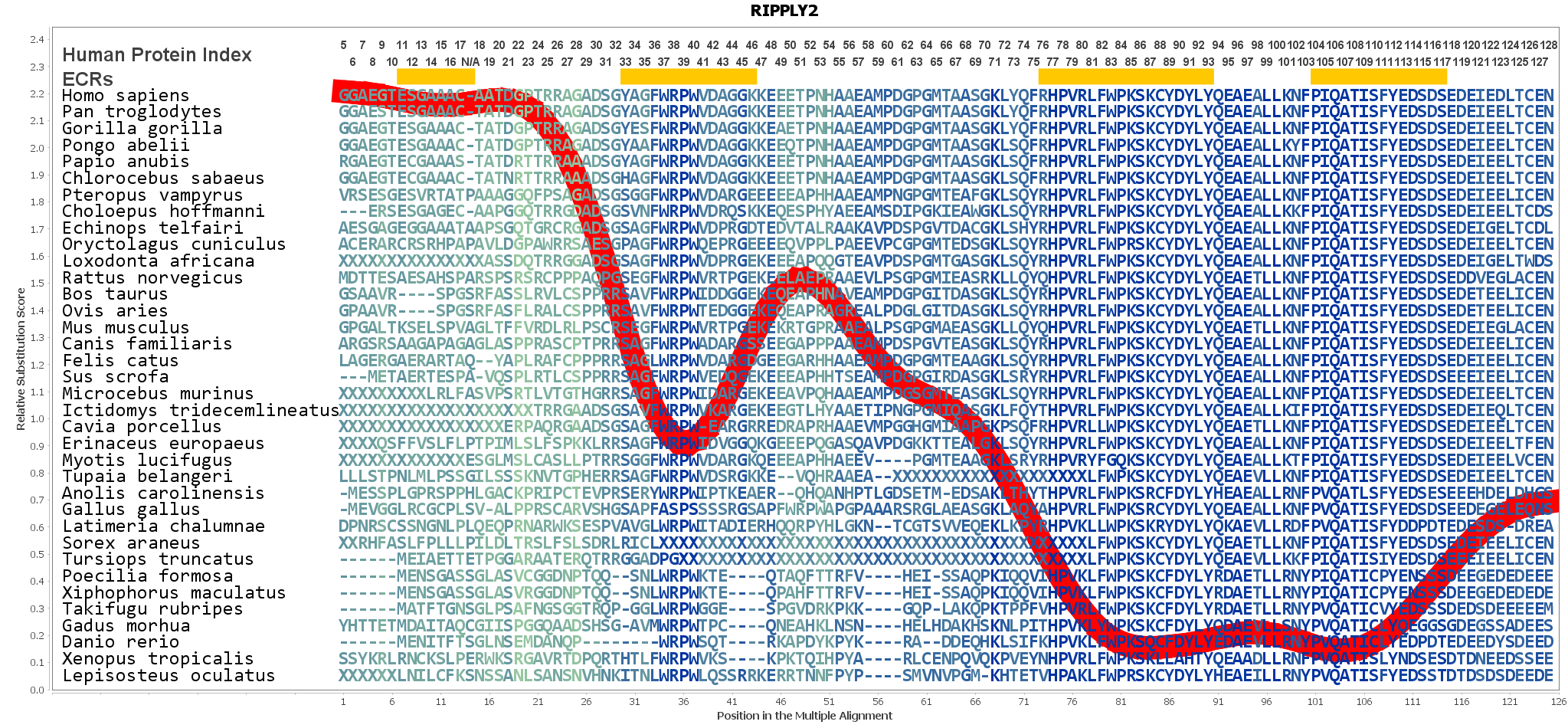 RIPPLY2 Gene - GeneCards | RIPP2 Protein | RIPP2 Antibody