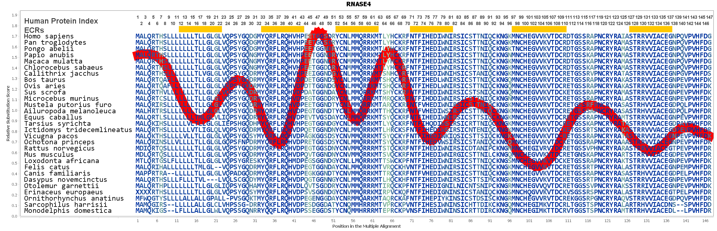 RNASE4 Gene - GeneCards | RNAS4 Protein | RNAS4 Antibody