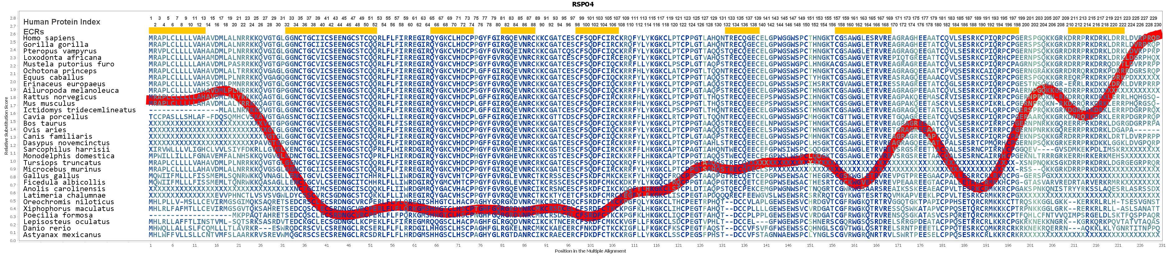 RSPO4 Gene - GeneCards | RSPO4 Protein | RSPO4 Antibody