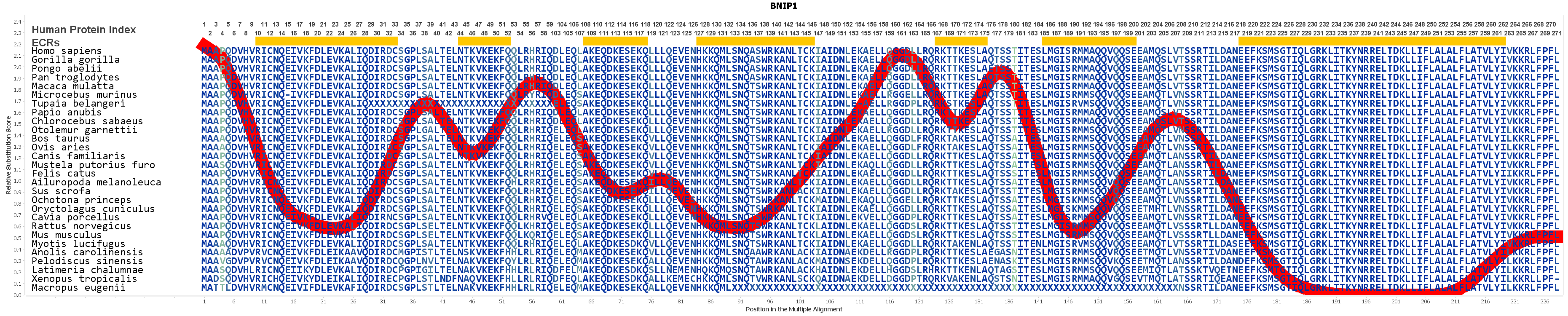BNIP1 Gene - GeneCards | SEC20 Protein | SEC20 Antibody