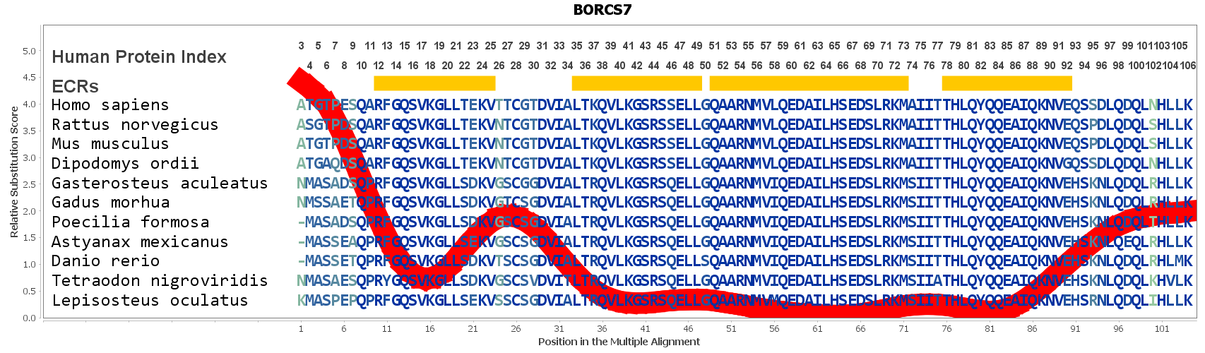 BORCS7 Gene - GeneCards | BORC7 Protein | BORC7 Antibody