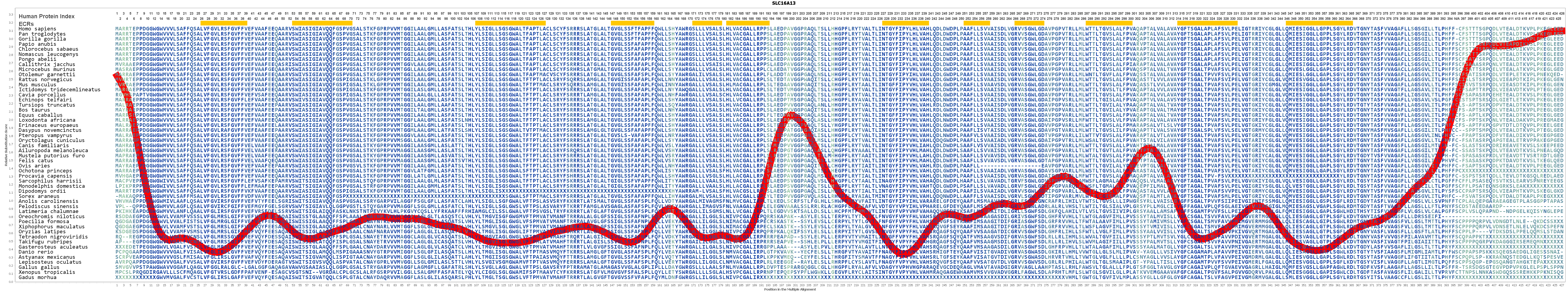 SLC16A13 Gene - GeneCards | MOT13 Protein | MOT13 Antibody