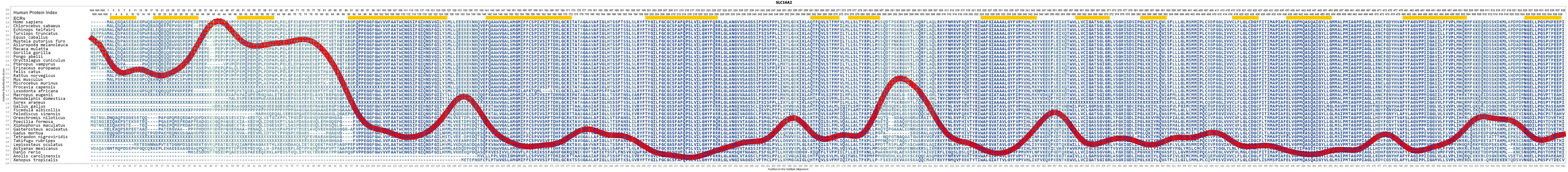 SLC16A2 Gene - GeneCards | MOT8 Protein | MOT8 Antibody