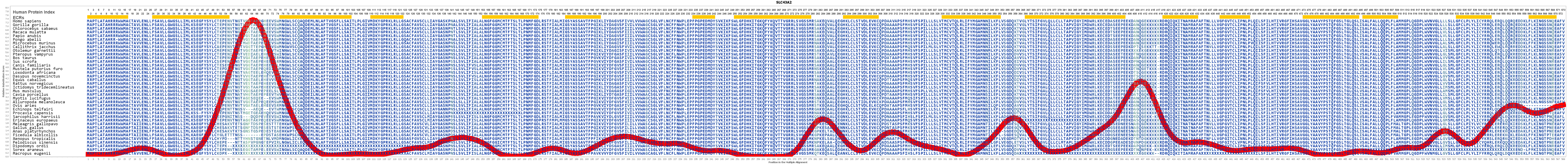 SLC43A2 Gene - GeneCards | LAT4 Protein | LAT4 Antibody