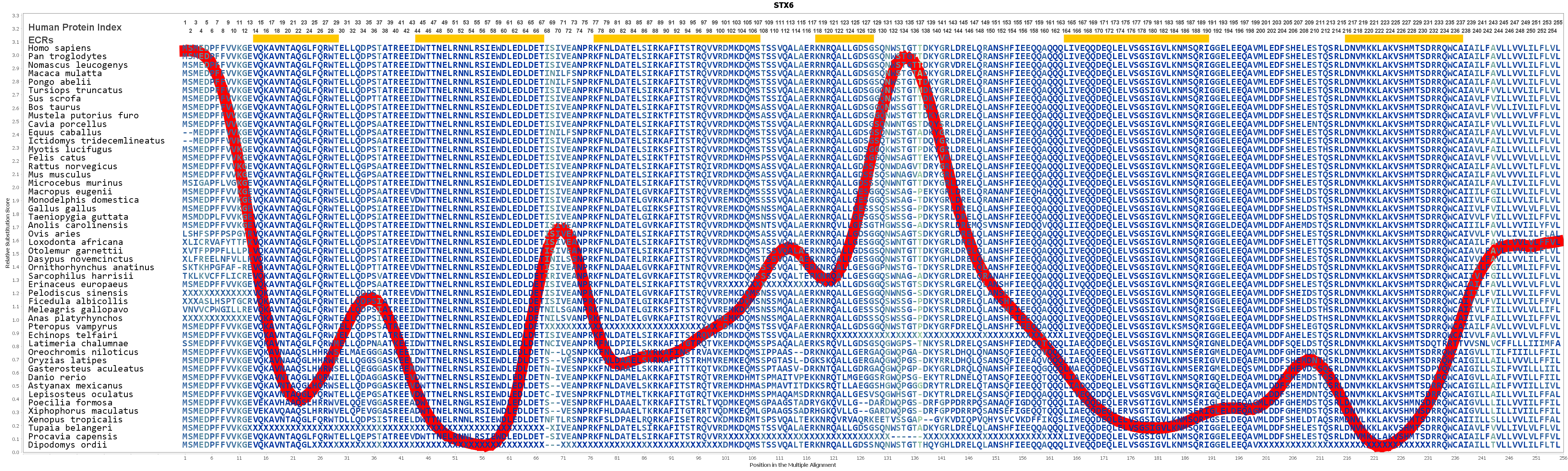 STX6 Gene - GeneCards | STX6 Protein | STX6 Antibody