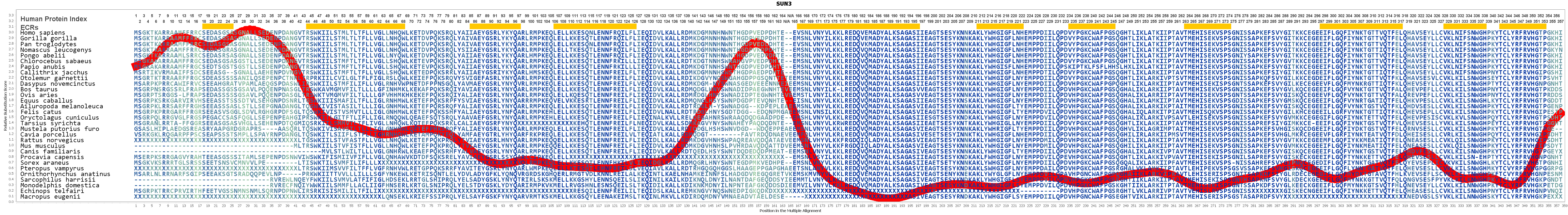 SUN3 Gene - GeneCards | SUN3 Protein | SUN3 Antibody