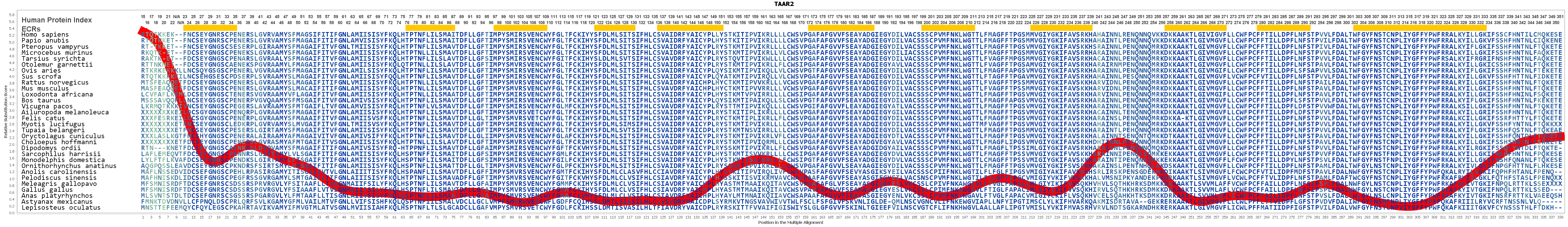 TAAR2 Gene - GeneCards | TAAR2 Protein | TAAR2 Antibody