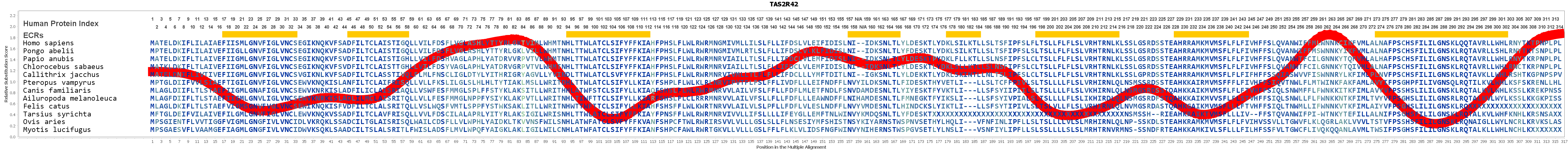 TAS2R42 Gene - GeneCards | T2R42 Protein | T2R42 Antibody