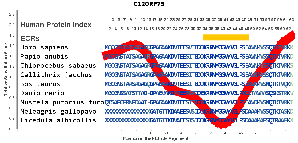 C12orf75 Gene - GeneCards | OCC1 Protein | OCC1 Antibody