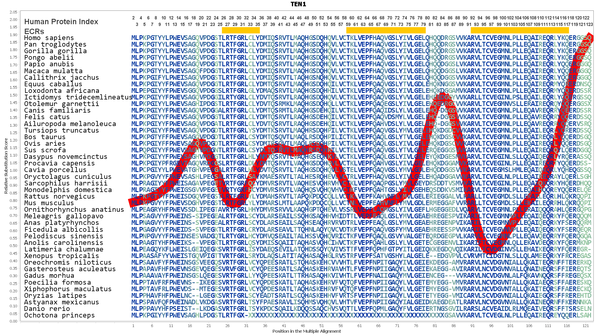 TEN1 Gene - GeneCards | TEN1L Protein | TEN1L Antibody