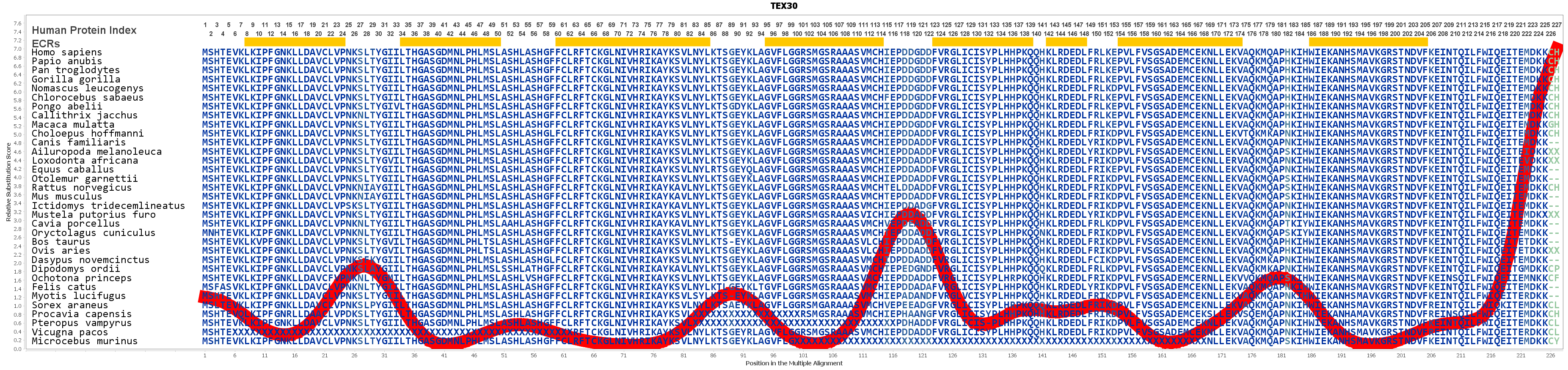 TEX30 Gene - GeneCards | TEX30 Protein | TEX30 Antibody