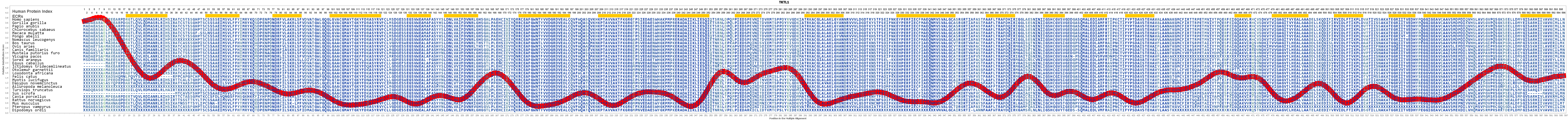 TKTL1 Gene - GeneCards | TKTL1 Protein | TKTL1 Antibody