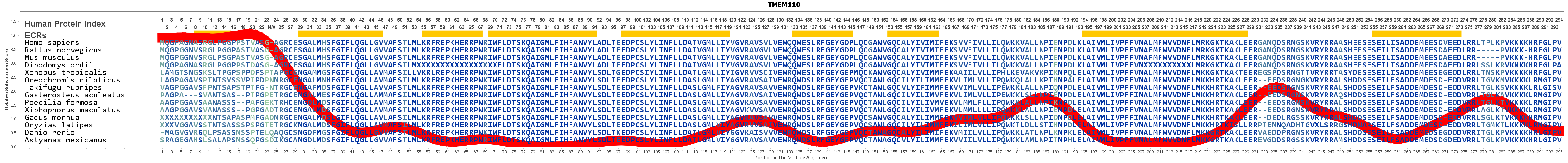 STIMATE Gene - GeneCards | STIMA Protein | STIMA Antibody