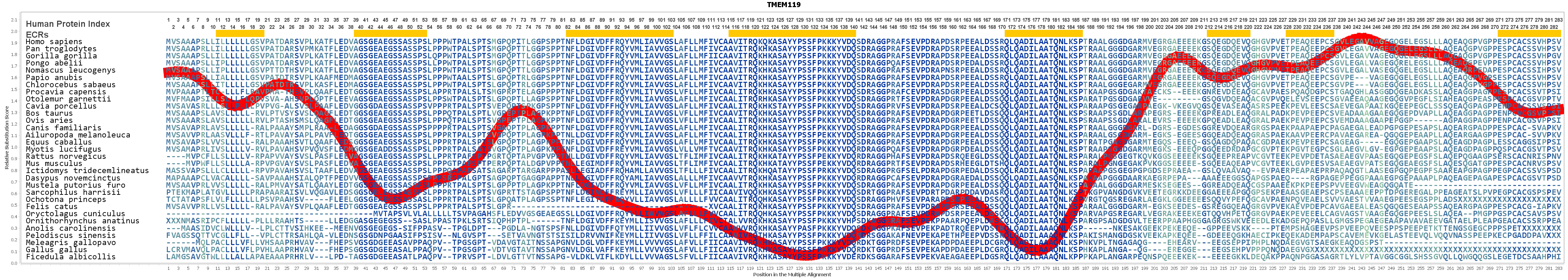 TMEM119 Gene - GeneCards | TM119 Protein | TM119 Antibody