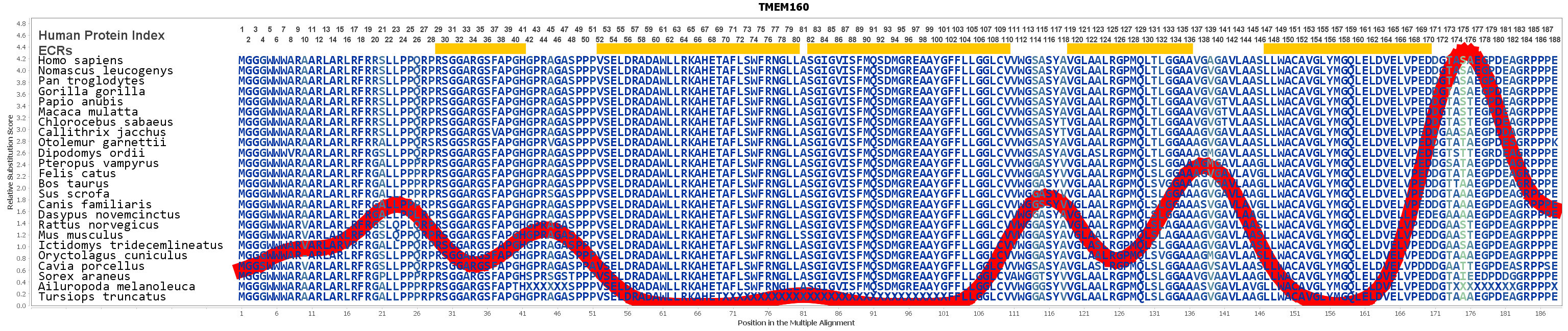 TMEM160 Gene - GeneCards | TM160 Protein | TM160 Antibody
