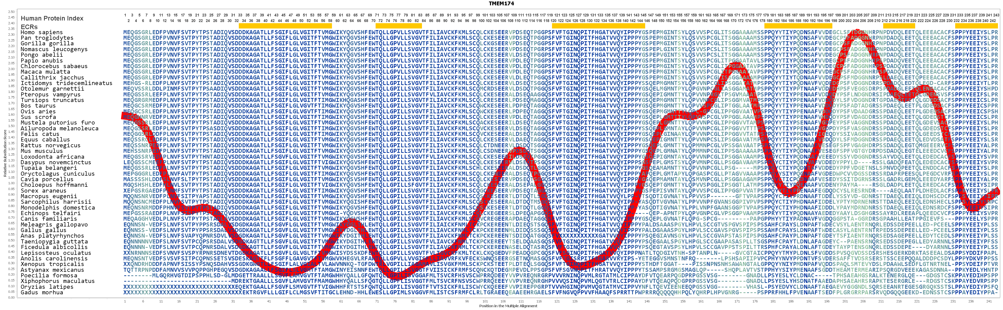 TMEM174 Gene - GeneCards | TM174 Protein | TM174 Antibody