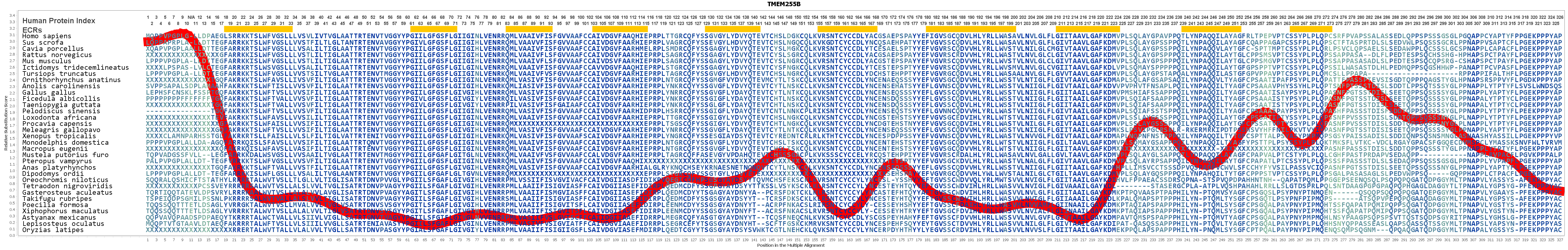 TMEM255B Gene - GeneCards | T255B Protein | T255B Antibody